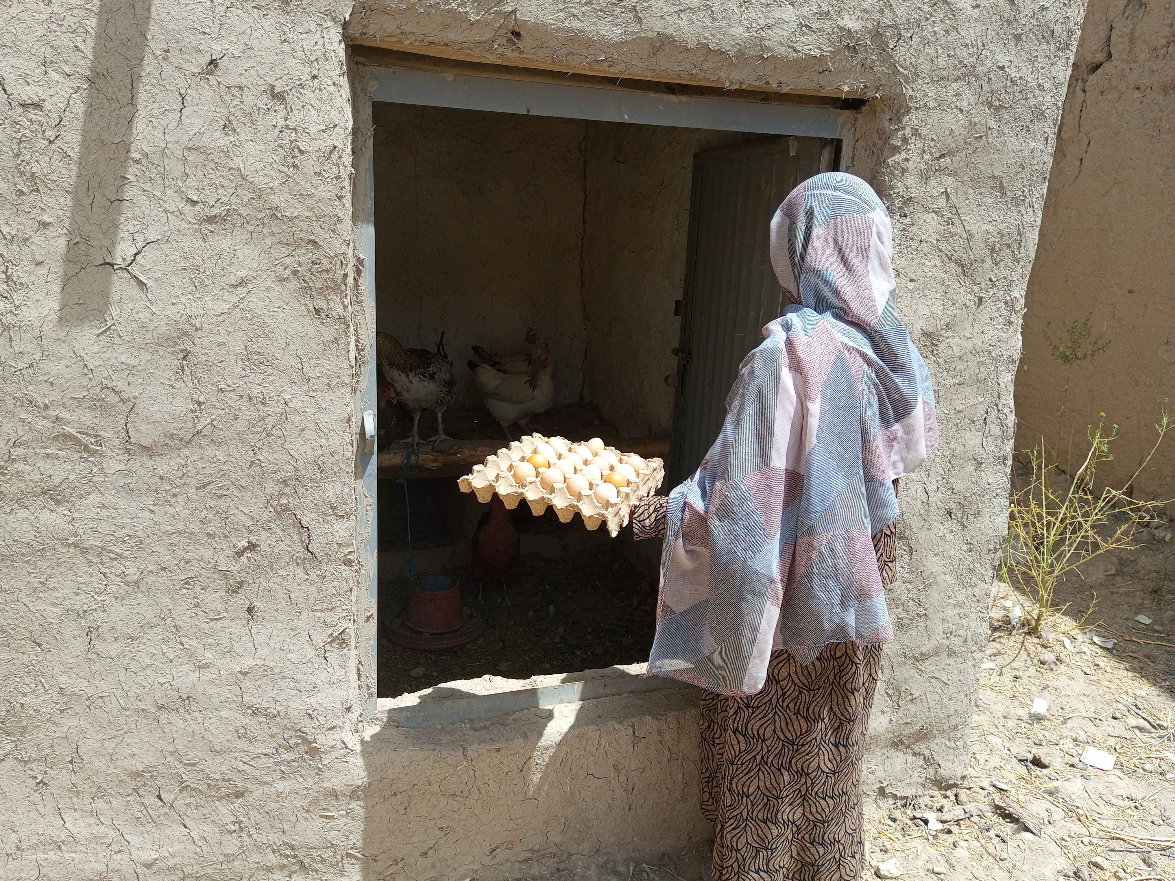 We are happy to share the impact of poultry program – hspo